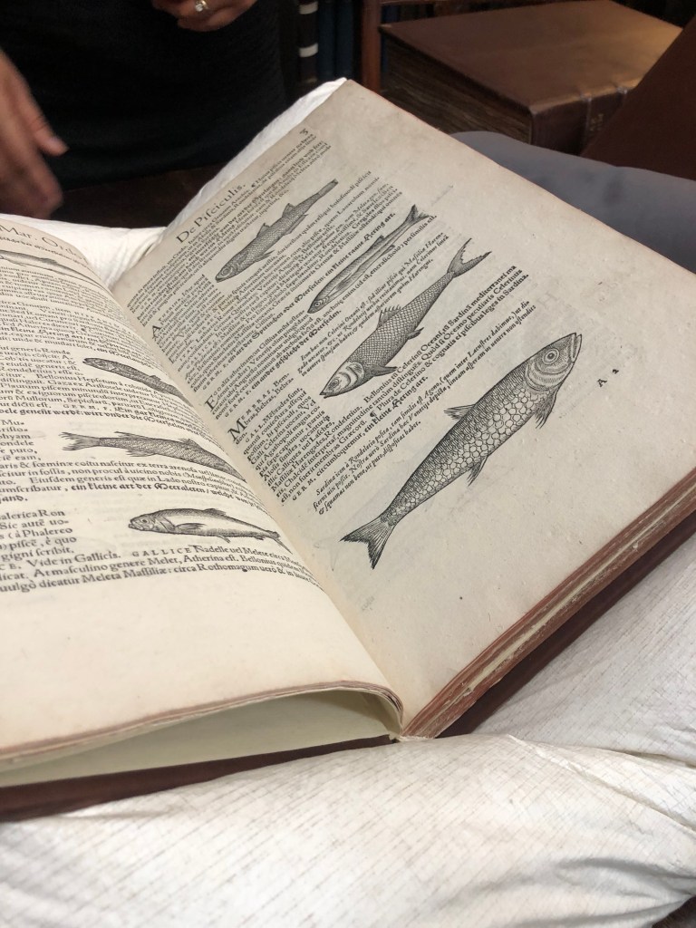 “My Library” – The Portico – Pam Galloway