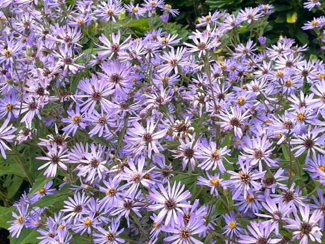 Mayfield Park, Manchester and the colour purple. – Pam Galloway